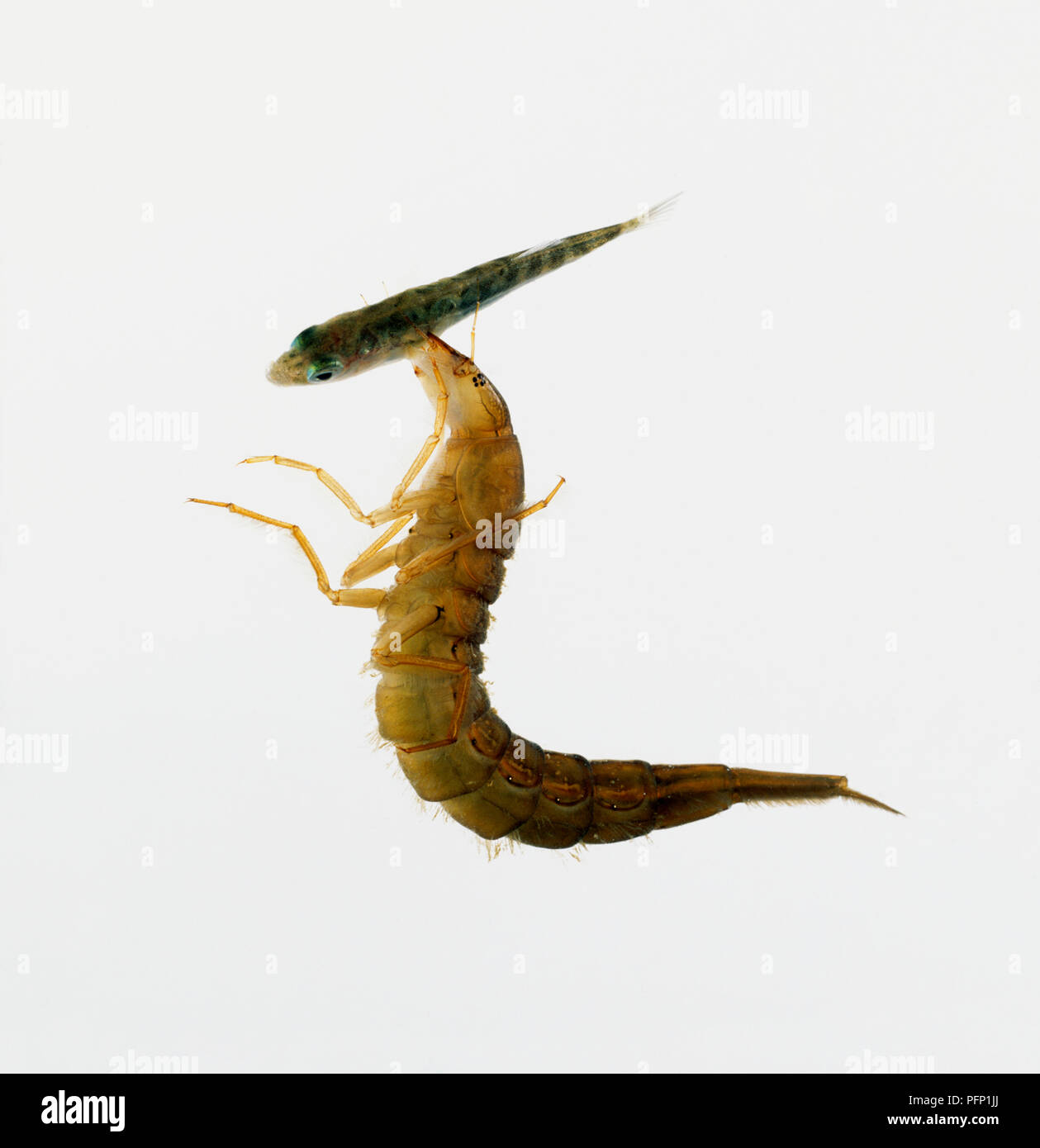 Larva of diving beetle (Hydaticus parallelus) attacking small fish ...