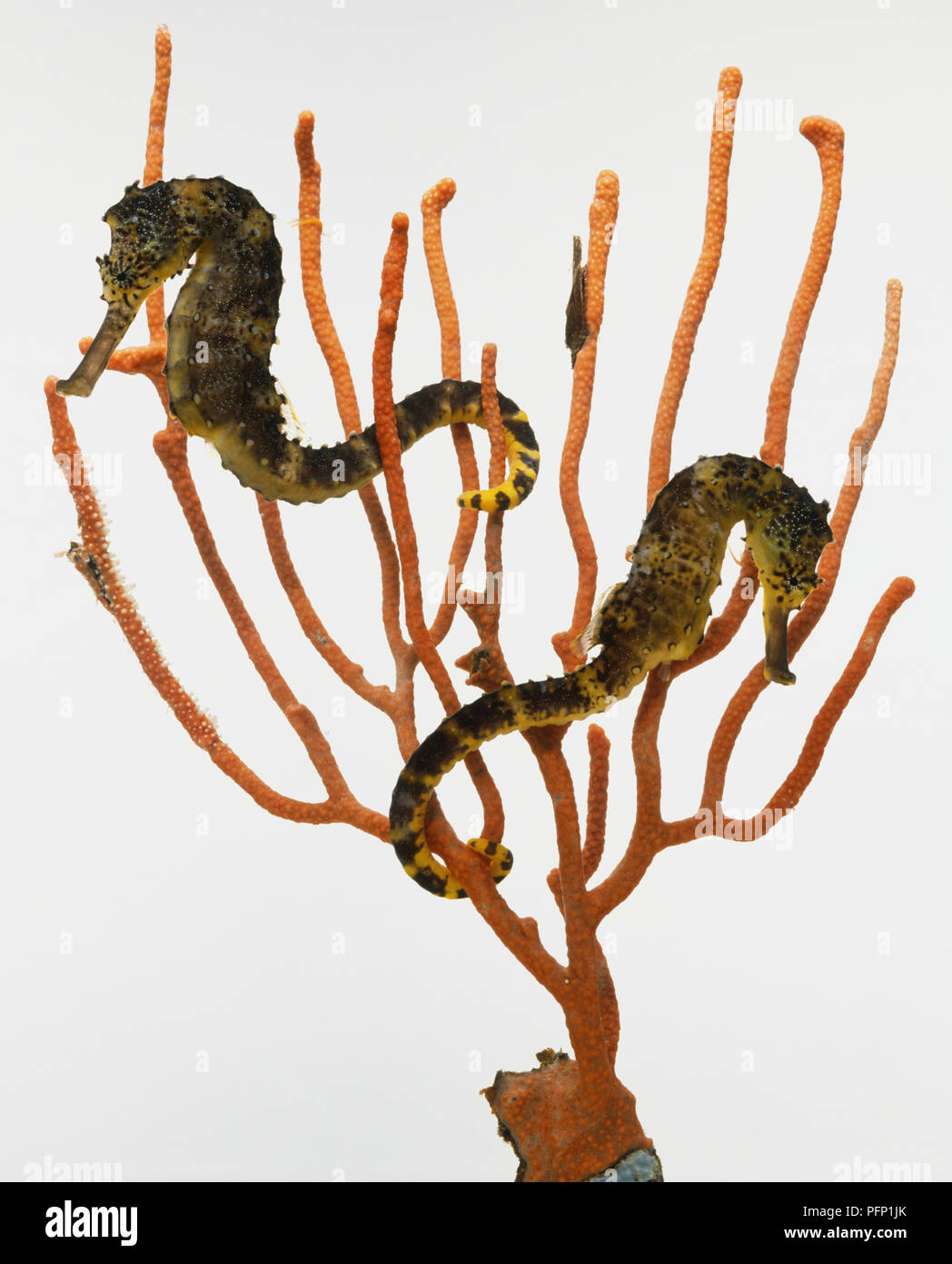 Two Seahorses, Hippocampus sp., swimming amongst seaweed, side view ...