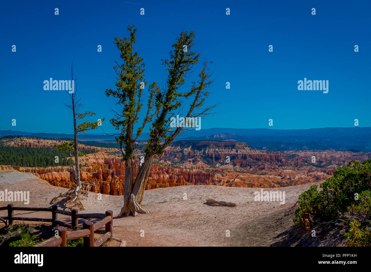 Old tree pinyon pine tree located in Bryce Canyon National Park Utah in ...