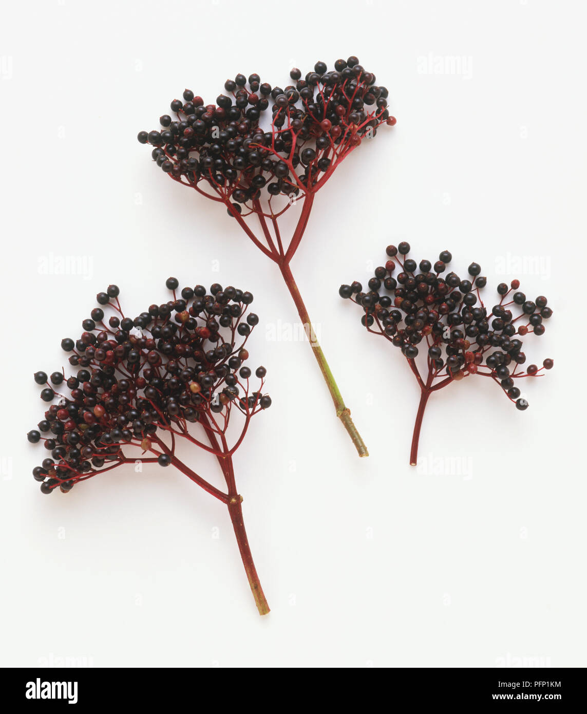 Sambucus sp hi-res stock photography and images - Alamy