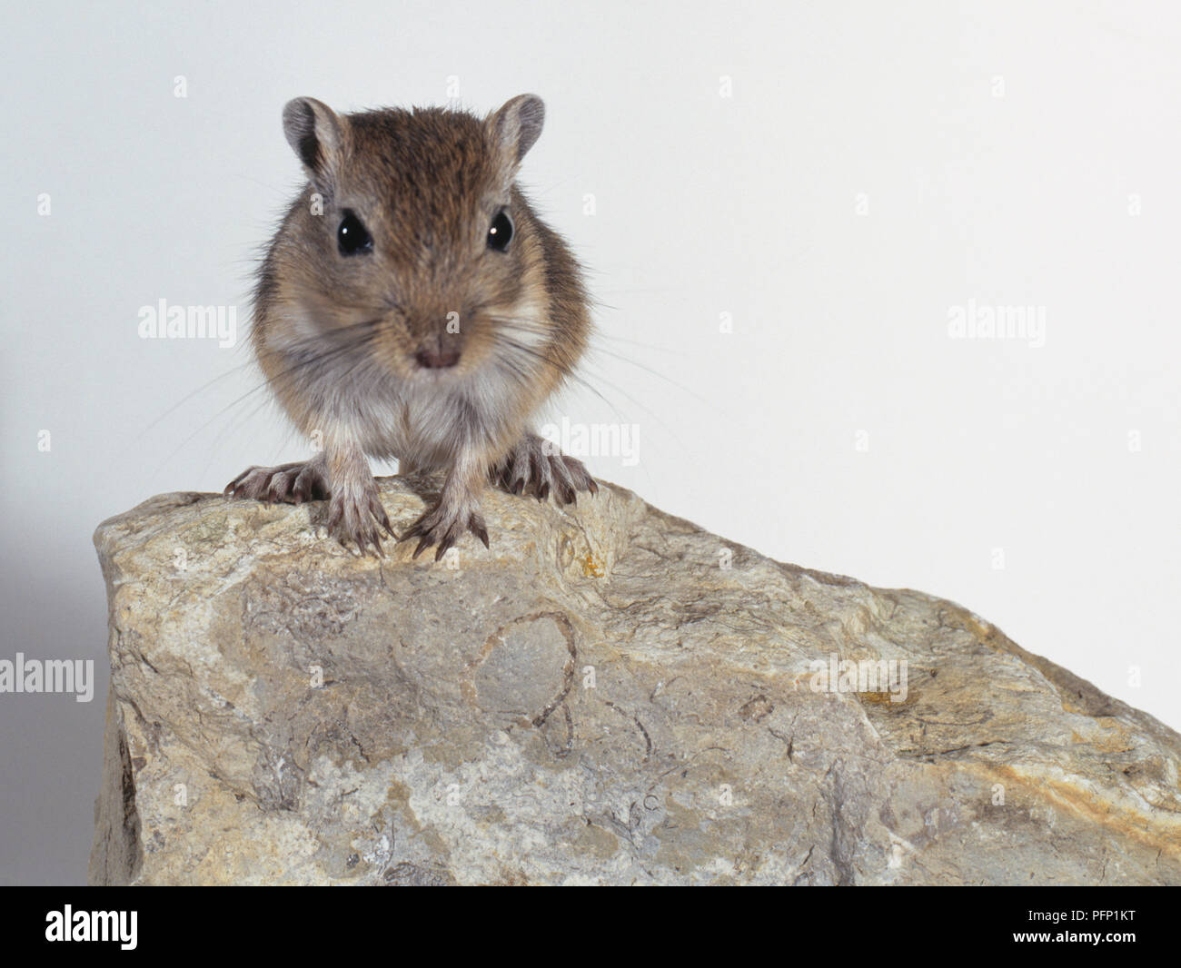 Mongolian gerbil (Meriones unguiculatus) perching on a rock, close-up ...