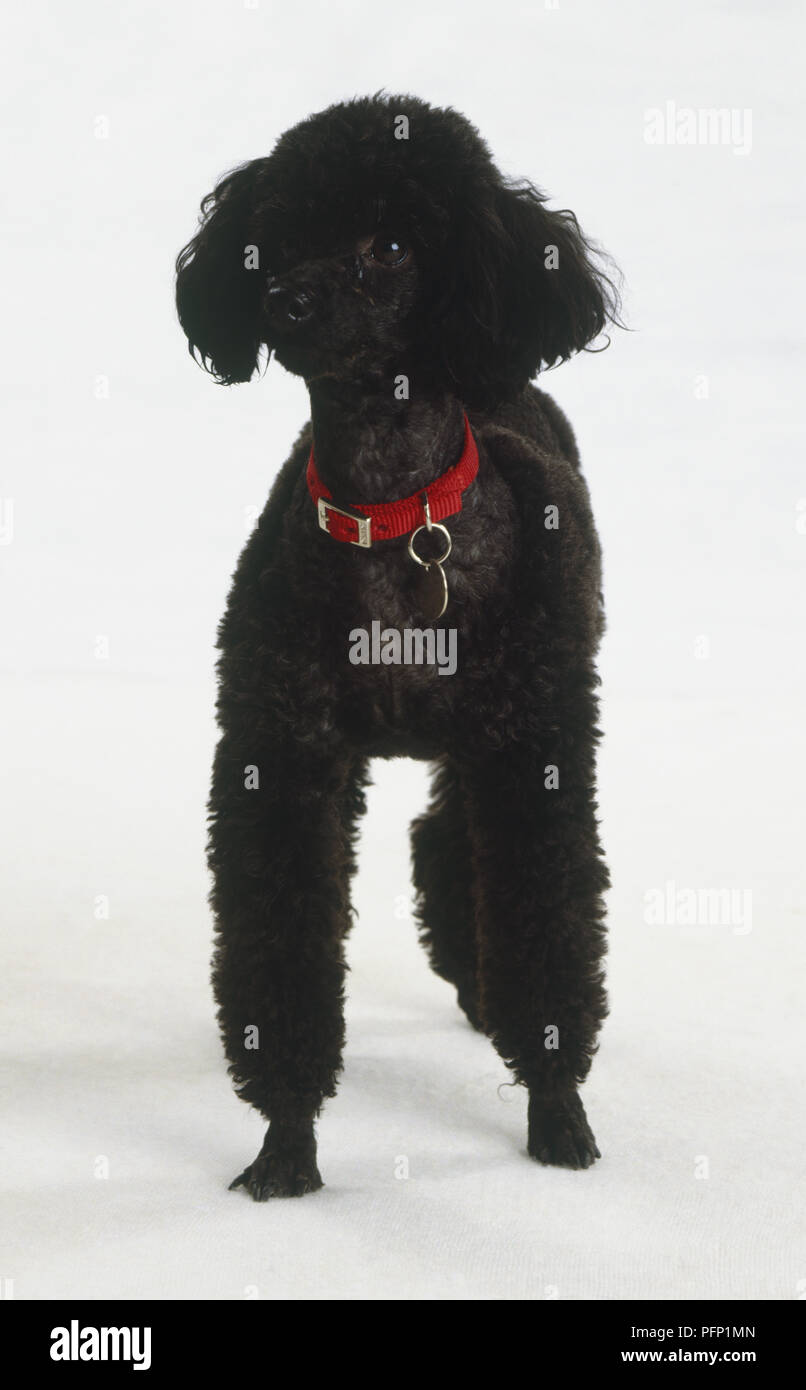 Standing black Poodle Dog (Canis familiaris) with red collar, front ...