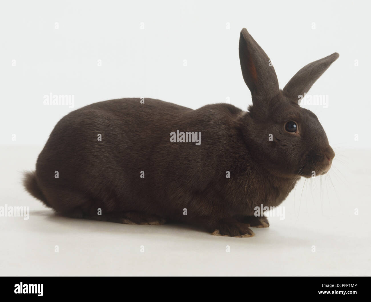 Dark grey Rex Rabbit (Oryctolagus cuniculus), side view Stock Photo - Alamy