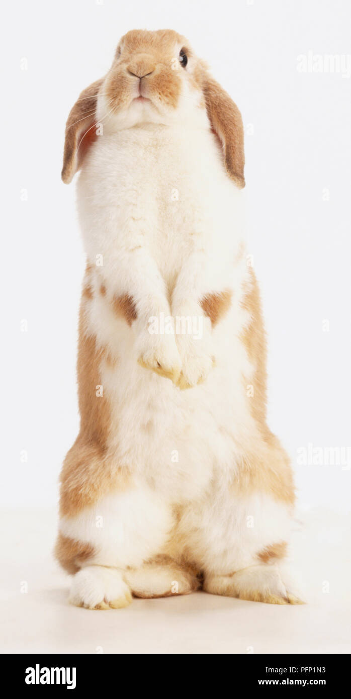 Rabbit front view hi-res stock photography and images - Alamy