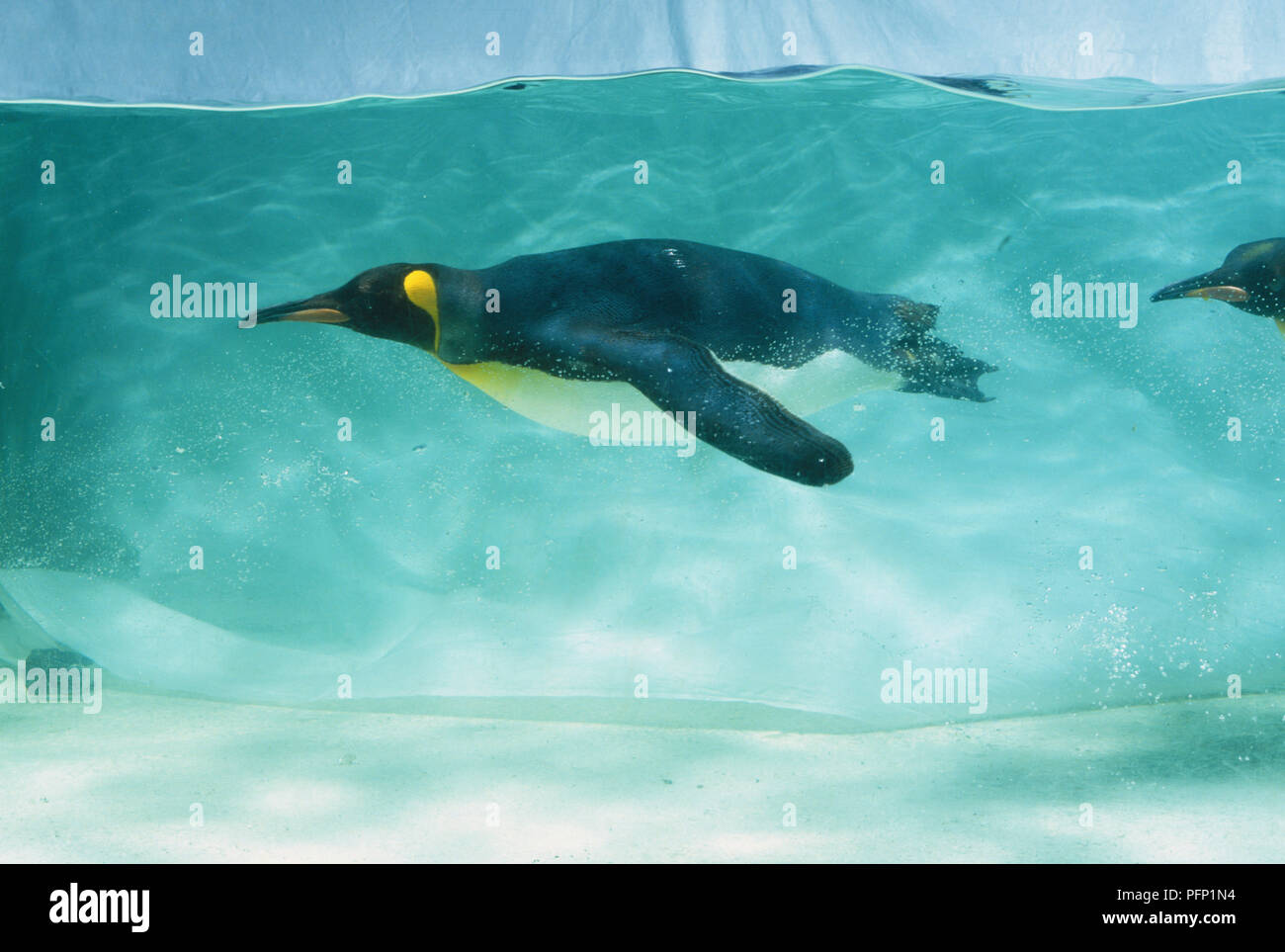 Image of the king hi-res stock photography and images - Alamy