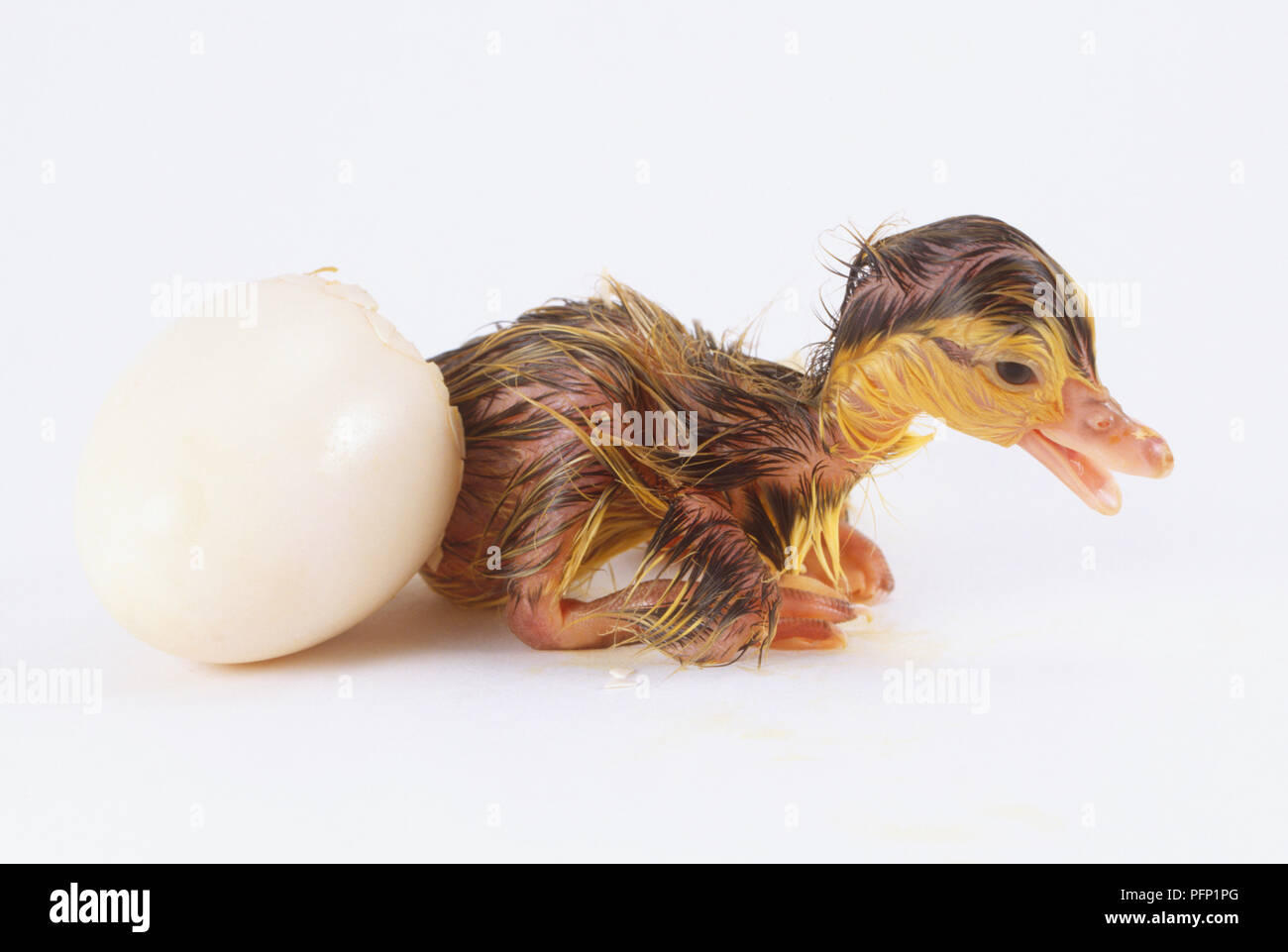 Hatching ducks hi-res stock photography and images - Alamy