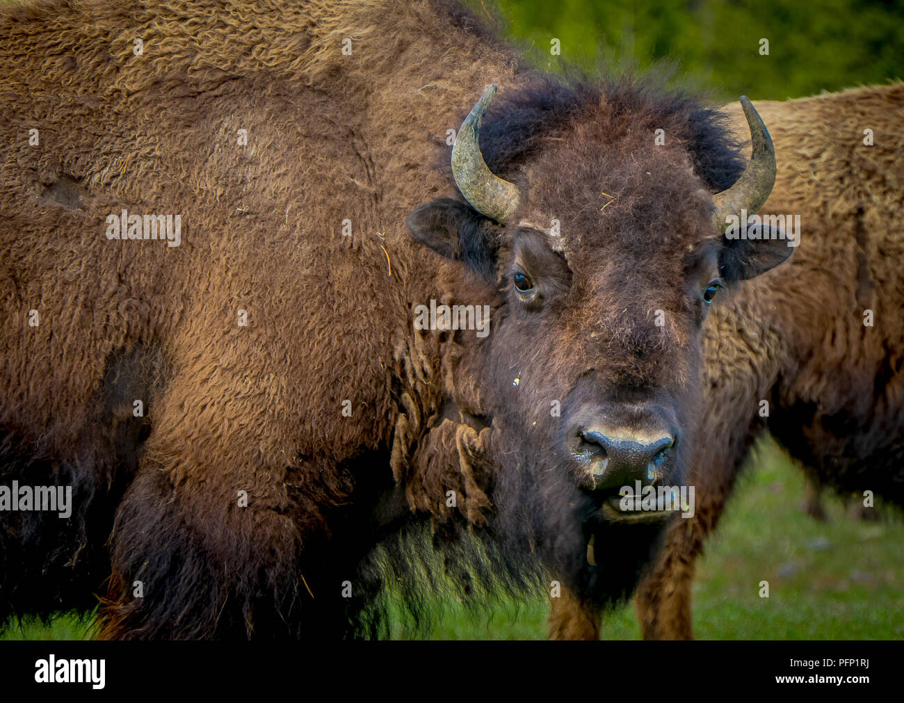 Selective focus of huge brown bison crossing the road in Yellowstone ...