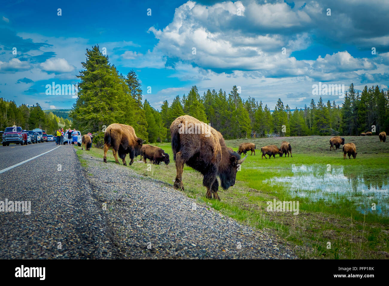 YELLOWSTONE, MONTANA, USA MAY 24, 2018: Outdoor view of unidentified ...