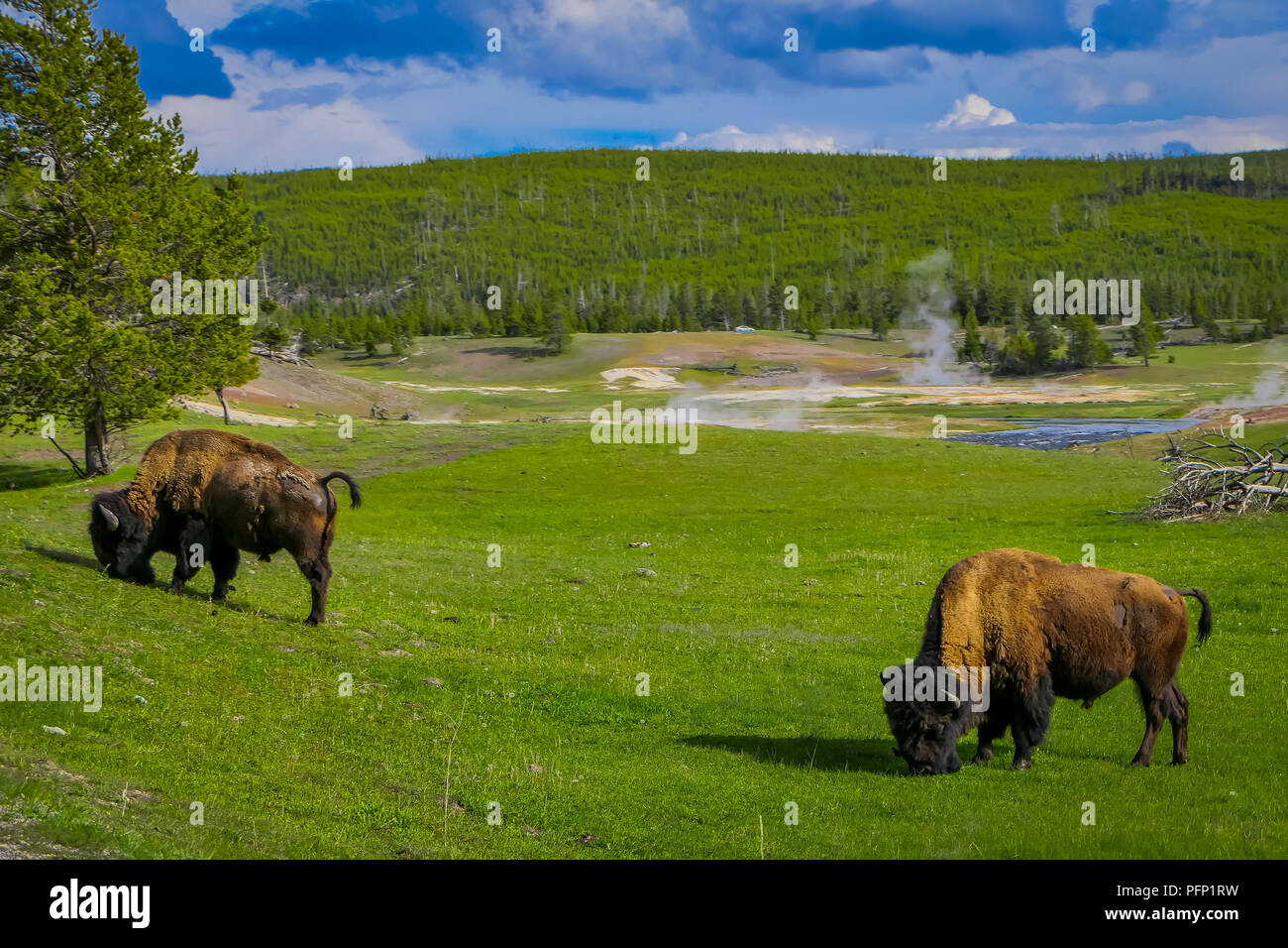 Beautiful outdor view of two beautiful bisons grazing on a field with ...
