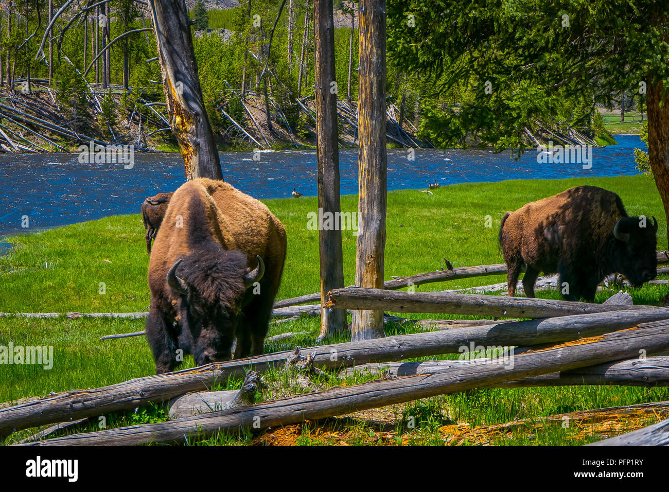 Yellowstonenationalpark hi-res stock photography and images - Alamy