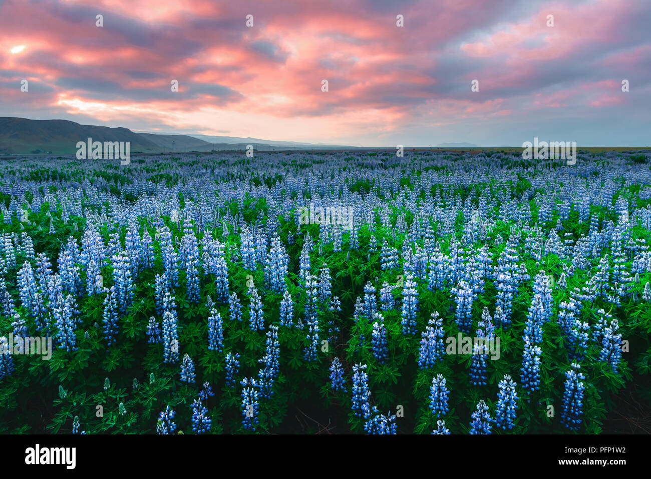 Typical Iceland landscape Stock Photo - Alamy