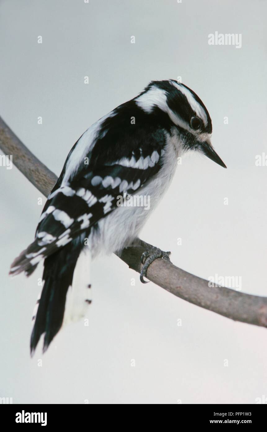 Thin bird hi-res stock photography and images - Alamy