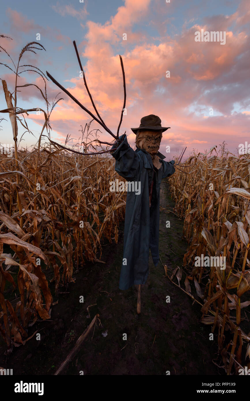 Scarecrow In Corn Field High Resolution Stock Photography and Images ...