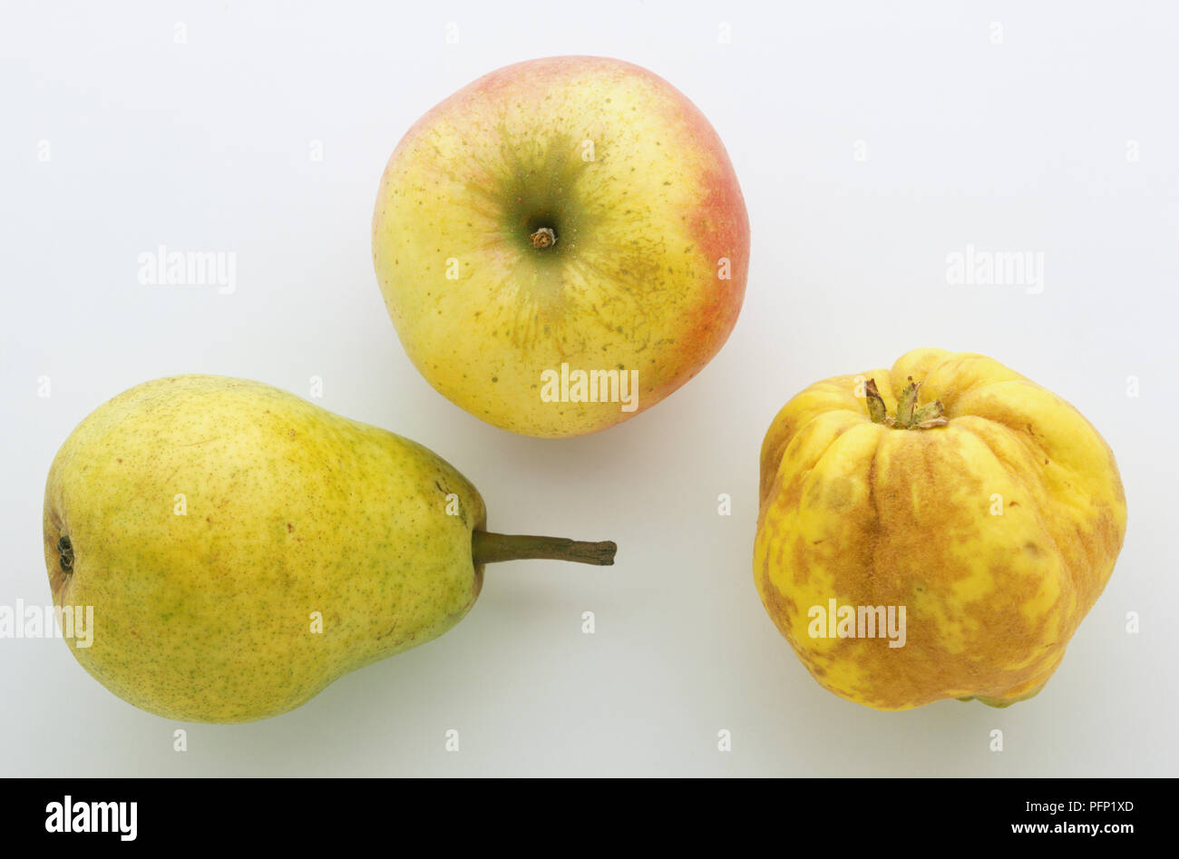 Cydonia Sp High Resolution Stock Photography and Images - Alamy