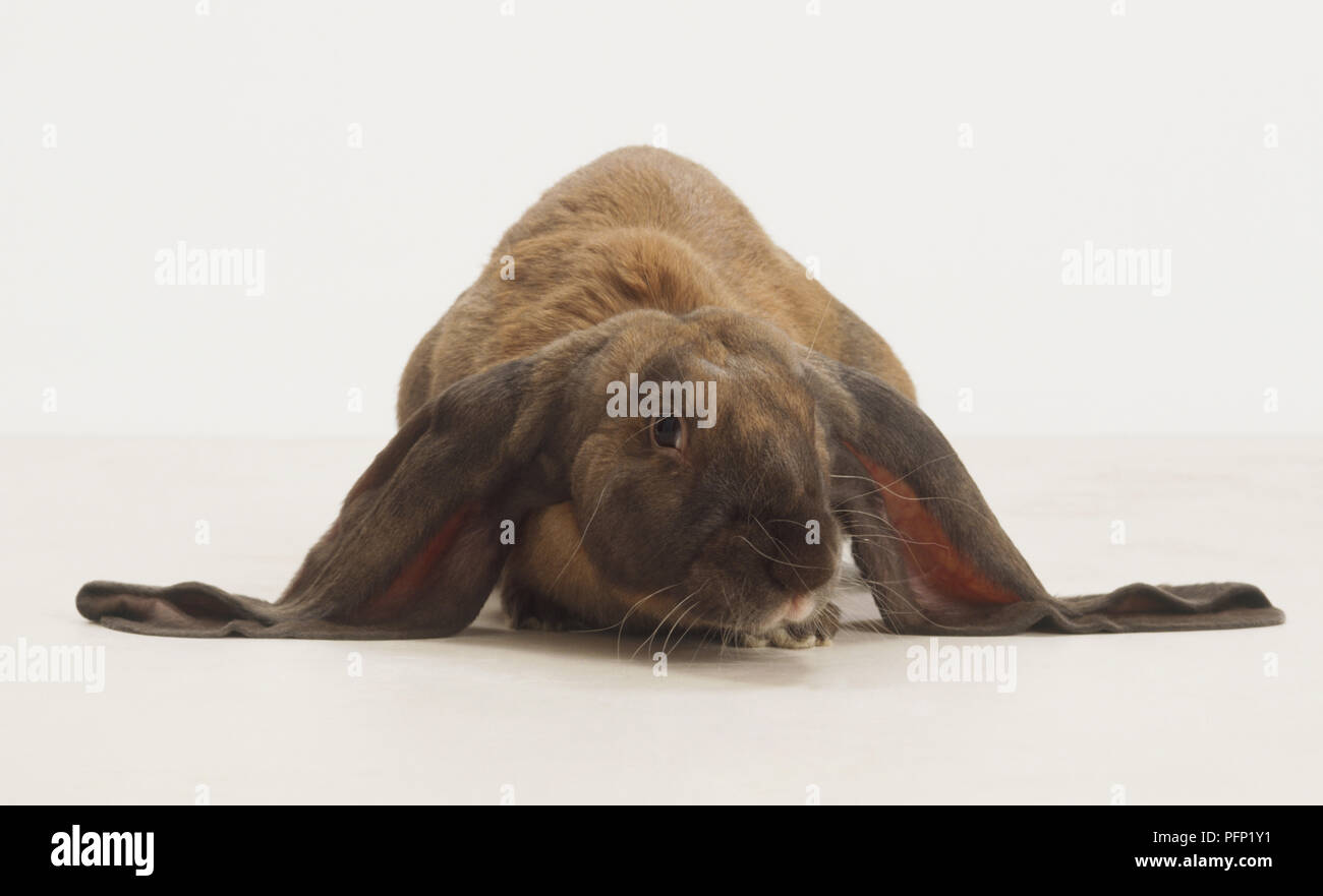 English Lop Rabbit (Leporidae), front view Stock Photo - Alamy