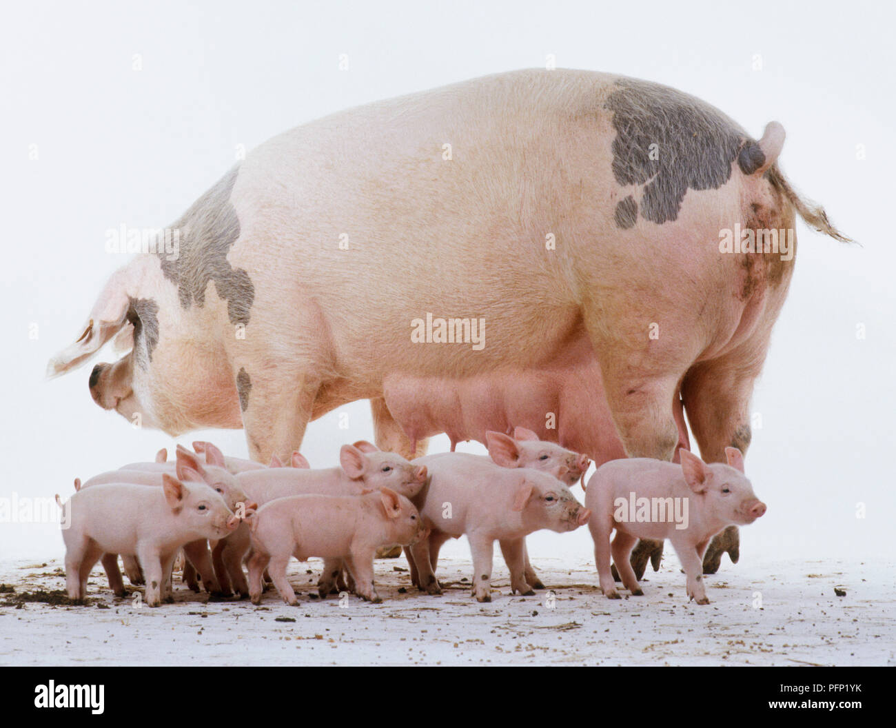 Domestic Pigs (sus sp.) standing, group of piglets gathered by sow's ...