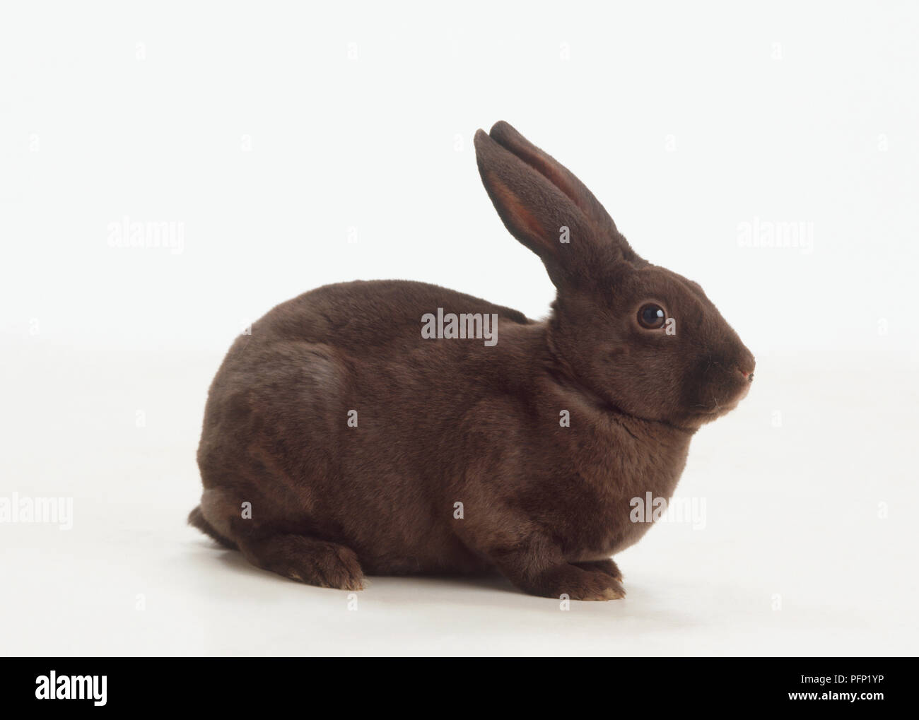 Rabbit colour hi-res stock photography and images - Alamy