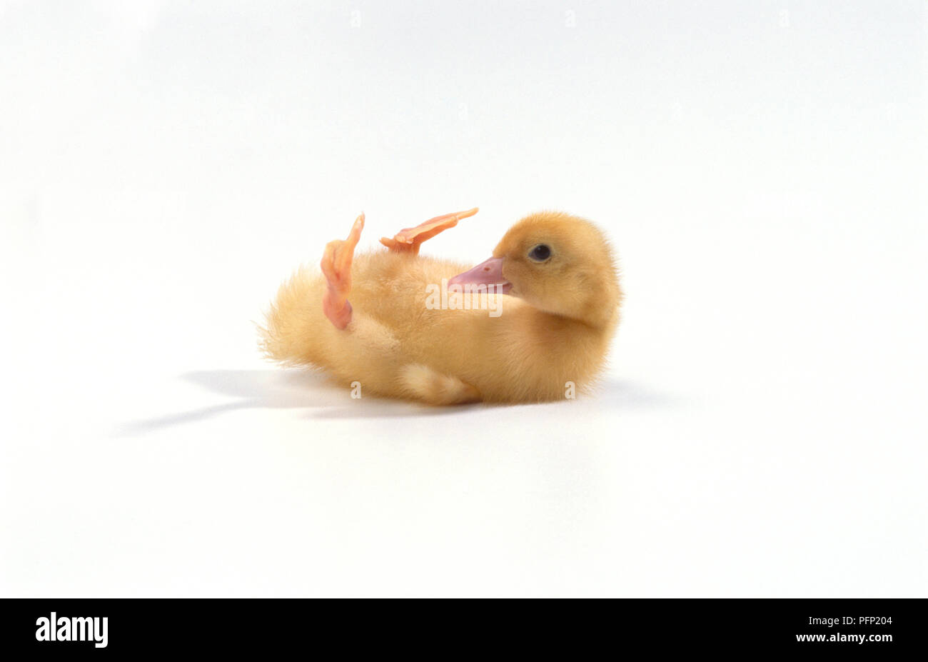 Duckling (Anatidae) lying on back Stock Photo - Alamy
