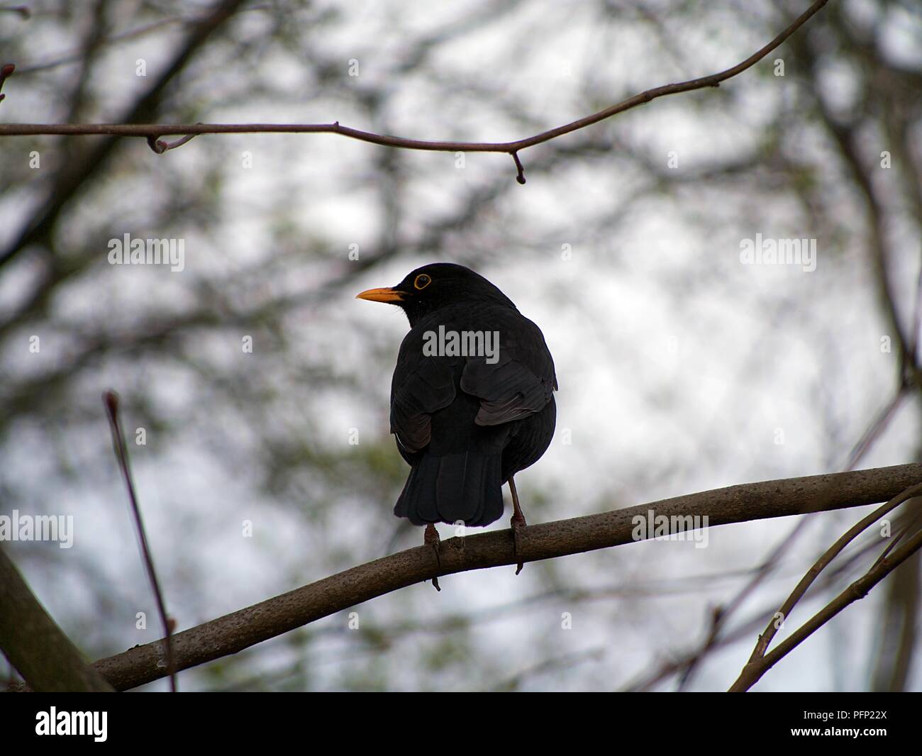 Black song birds hi-res stock photography and images - Alamy