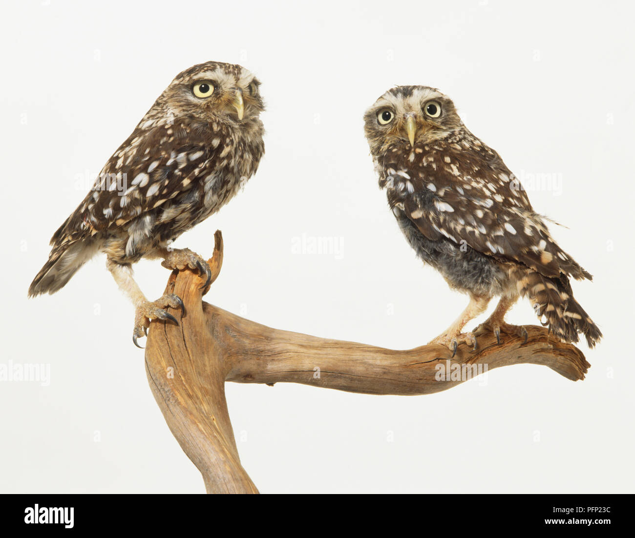 Two Little Owls (Athene noctua) sitting opposite on a branch, one ...