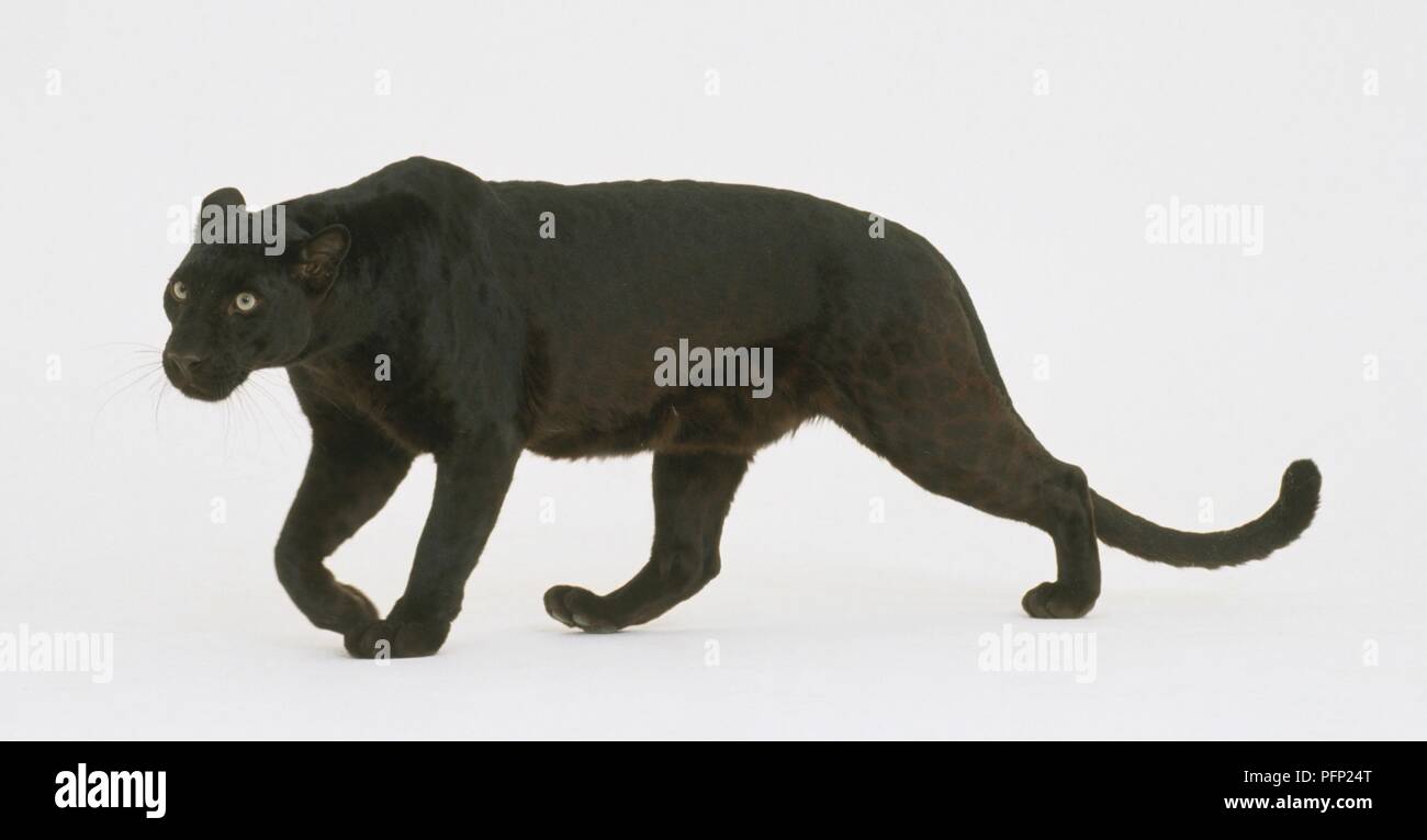 Black leopard (Panthera pardus) walking, side view Stock Photo - Alamy