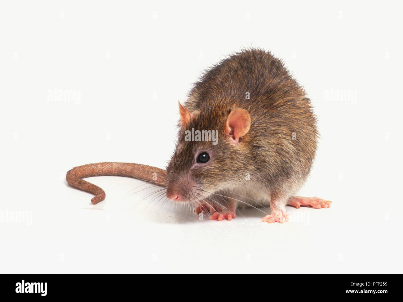 Brown mouse (Mus musculus), front view Stock Photo - Alamy