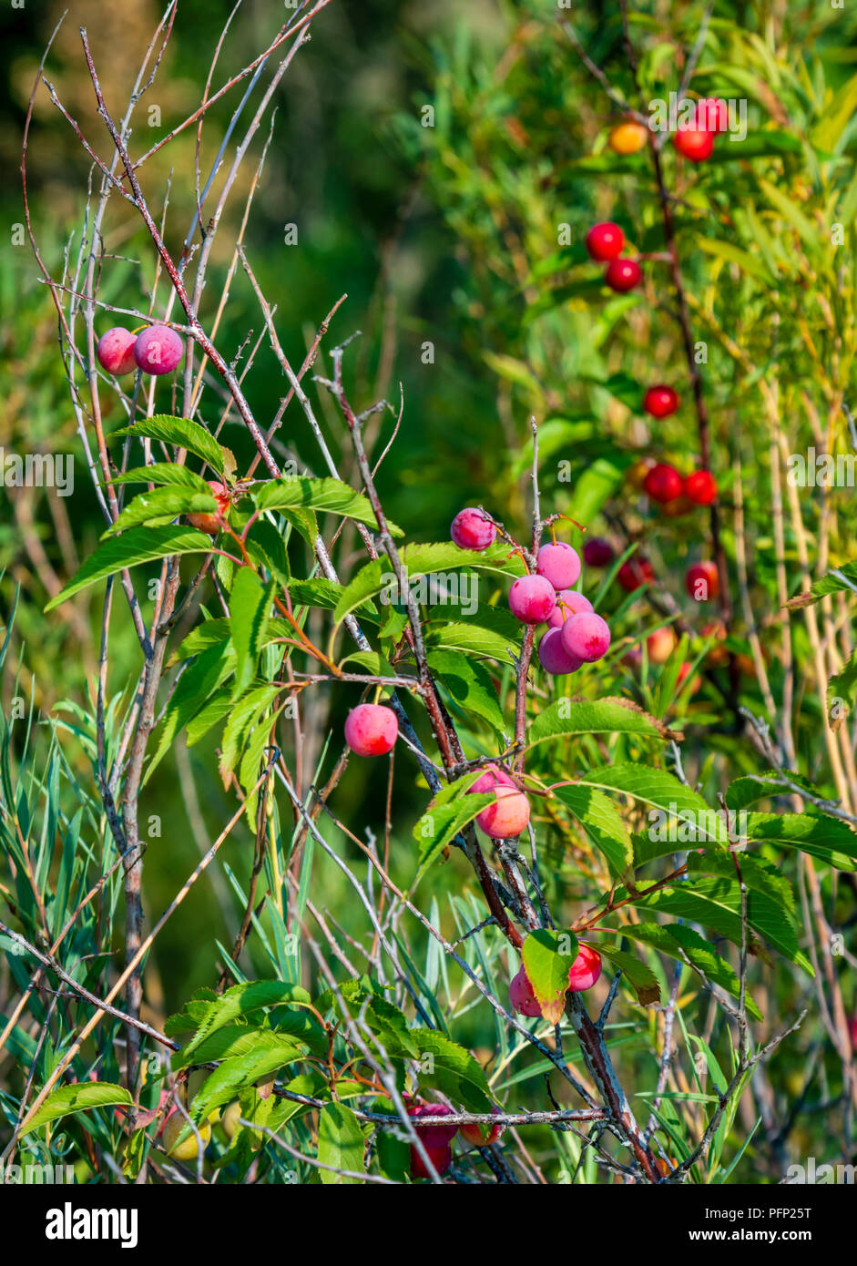 Wild plum prunus americana hi-res stock photography and images - Alamy