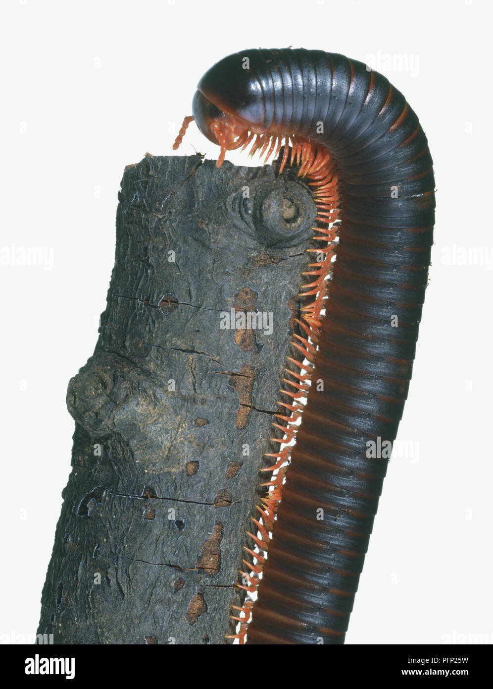 A cylinder millipede crawling along side and across top of a branch ...