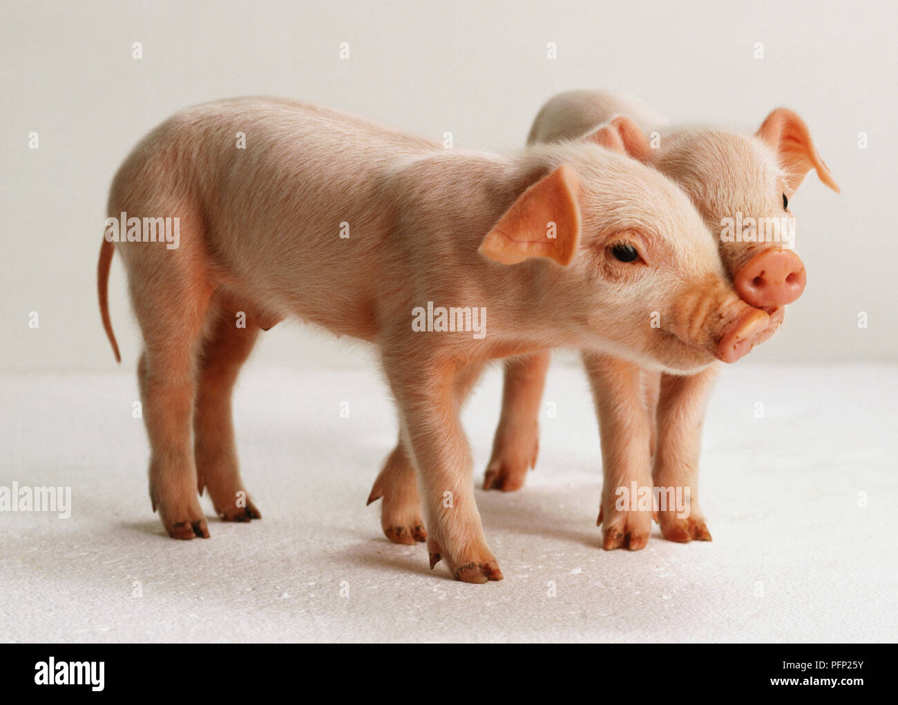 Two pink piglets, standing, facing forwards and in profile Stock Photo ...