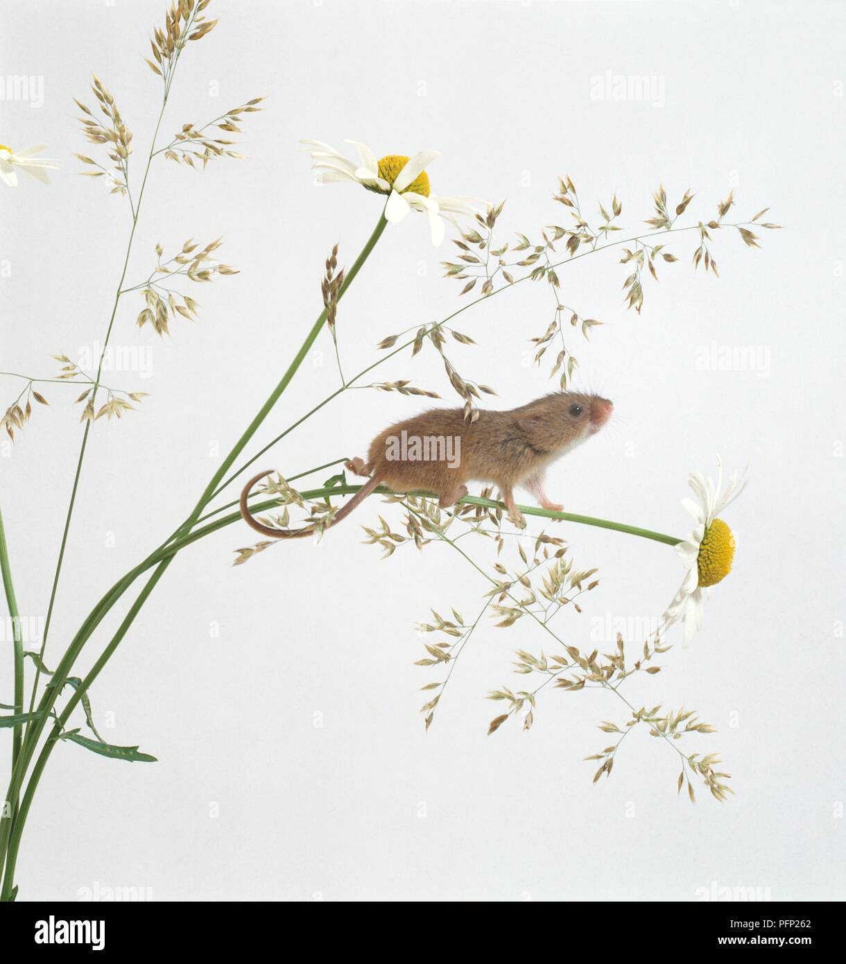 Harvest mouse on stem of ox-eye daisy, side view Stock Photo - Alamy
