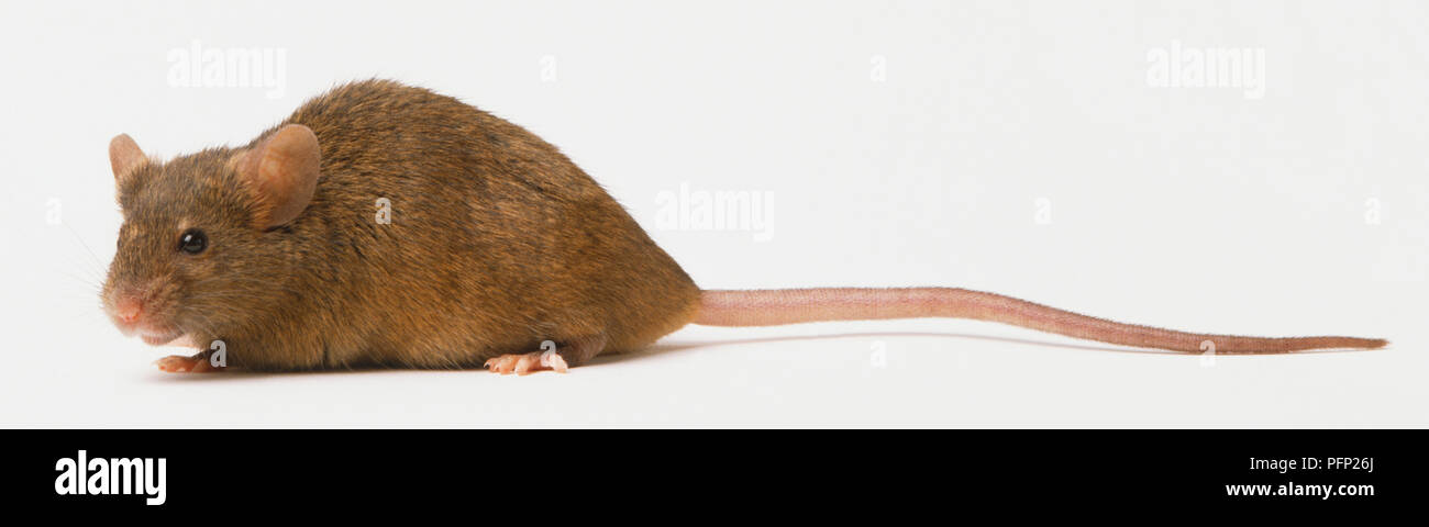 Small brown Mouse (Mus sp.), side view Stock Photo - Alamy