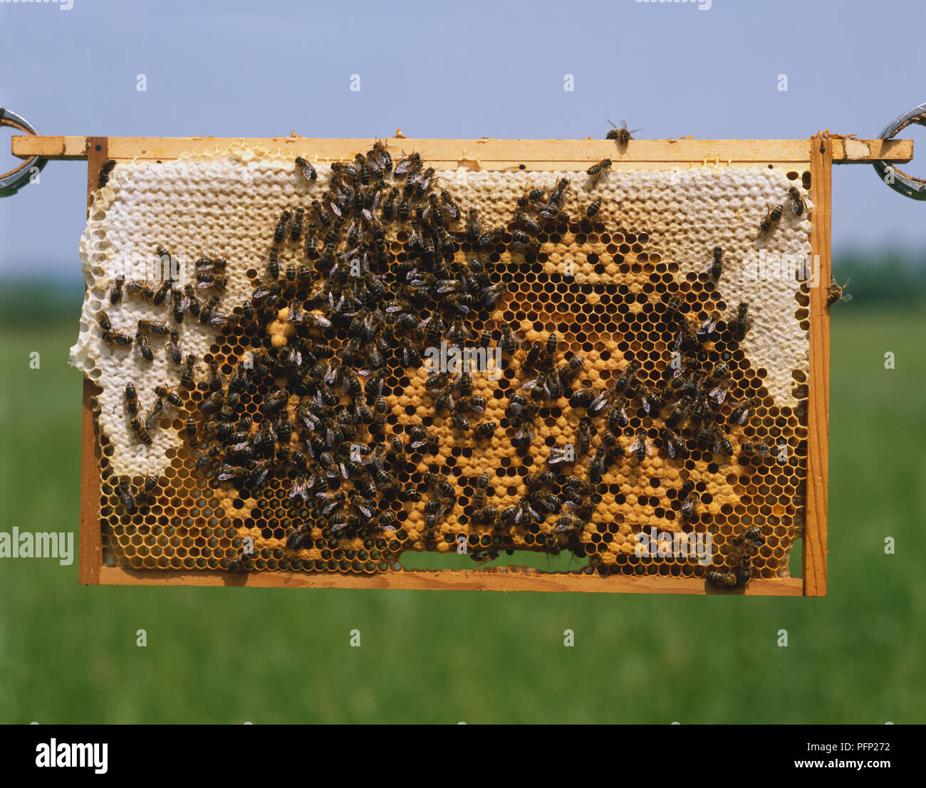 Honey Bees on frame of hive Stock Photo - Alamy