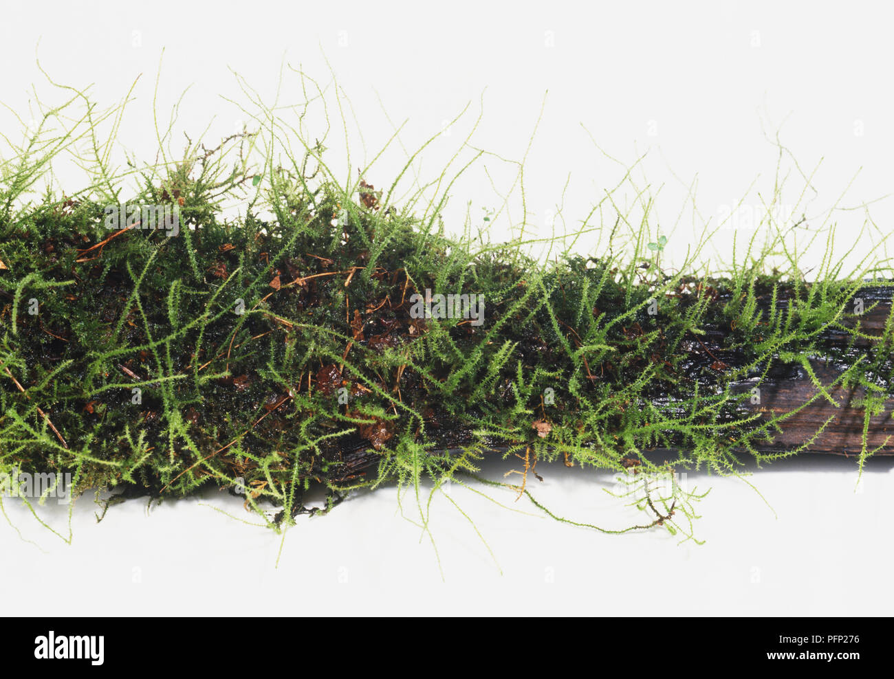 Moss covered log Stock Photo - Alamy