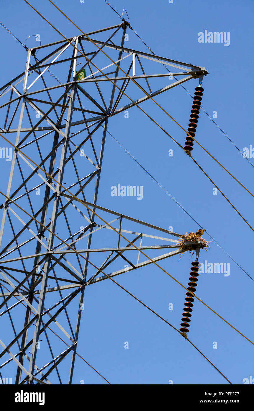 Young hawks in nest on high voltage utility pole, Aurora Colorado US ...