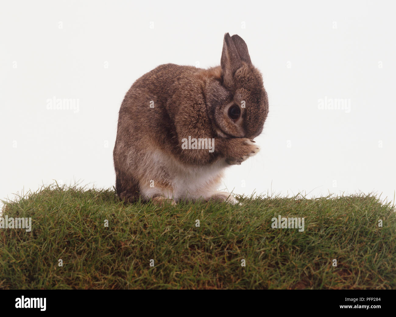 Grey Rabbit (Oryctolagus cuniculus) sitting on turf and scratching its ...