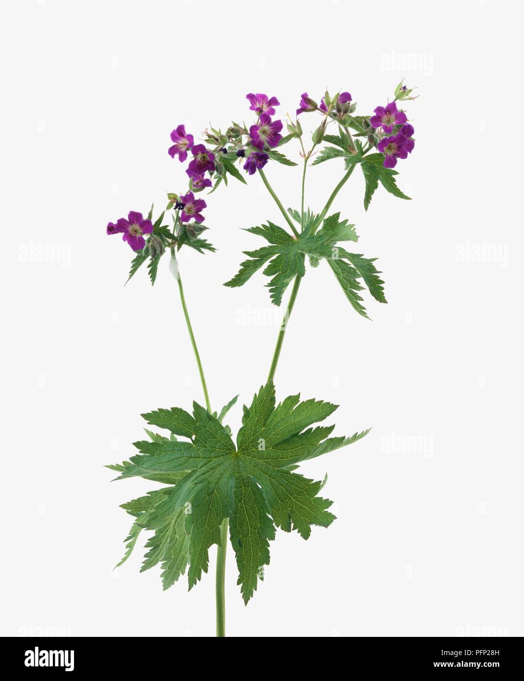 Geranium sylvaticum (Wood cranesbill), stems with leaves and purple ...