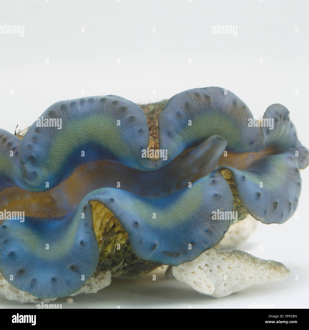 Giant Blue Clam (Tridacna maxima), close up Stock Photo - Alamy