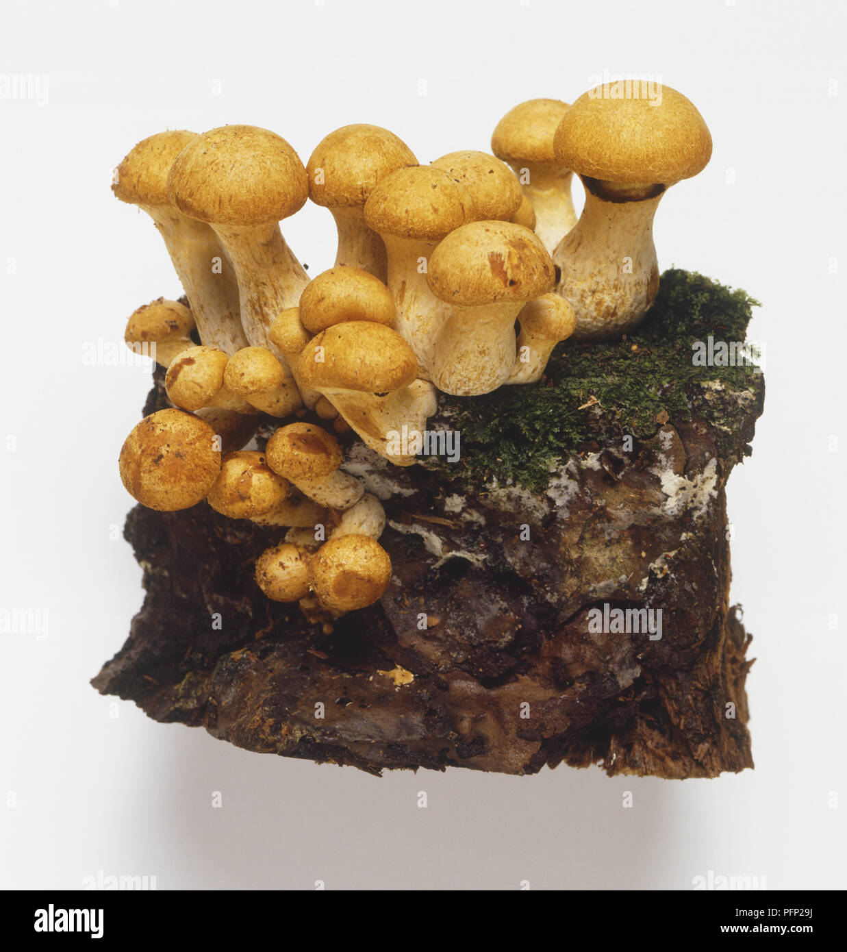 Image stump hi-res stock photography and images - Alamy