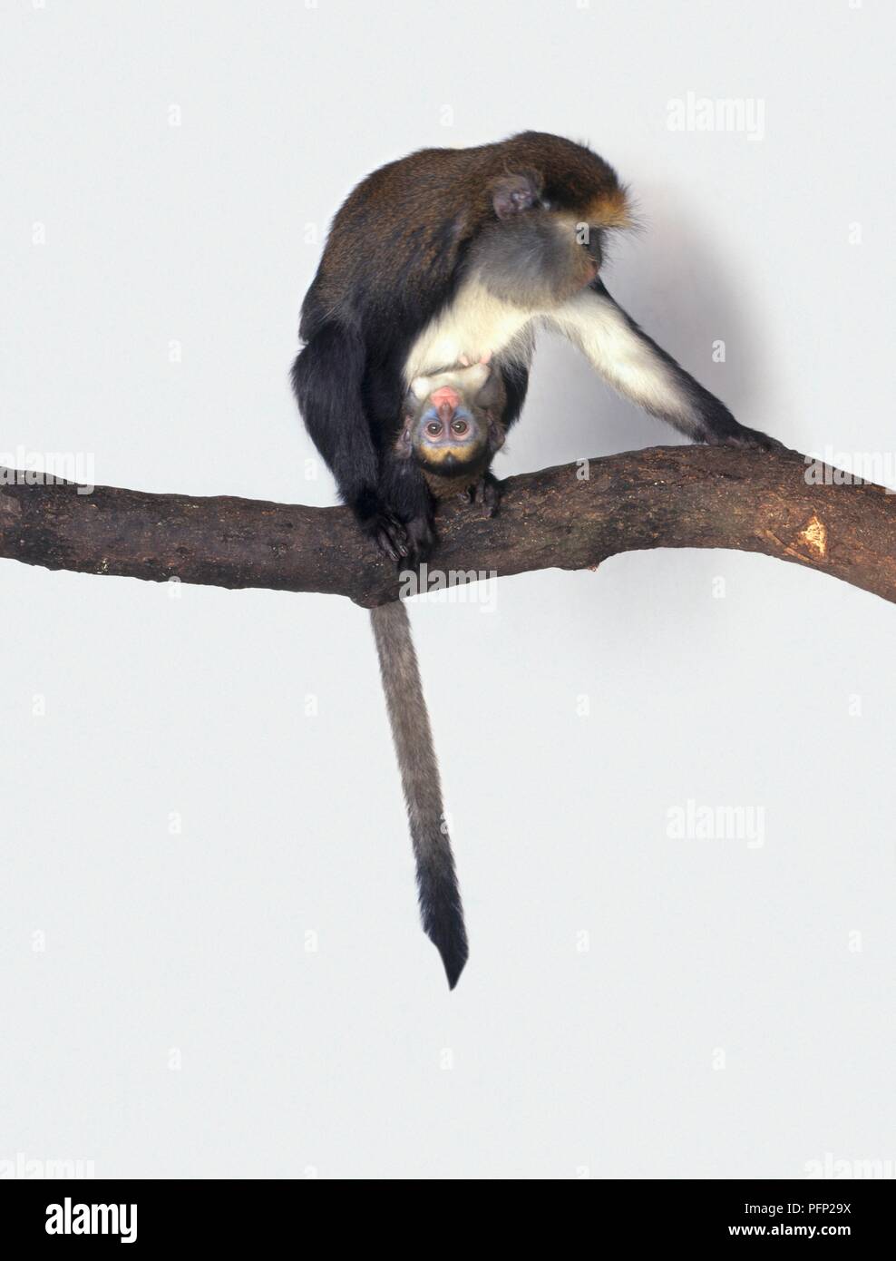 Cercopithecus mona hi-res stock photography and images - Alamy