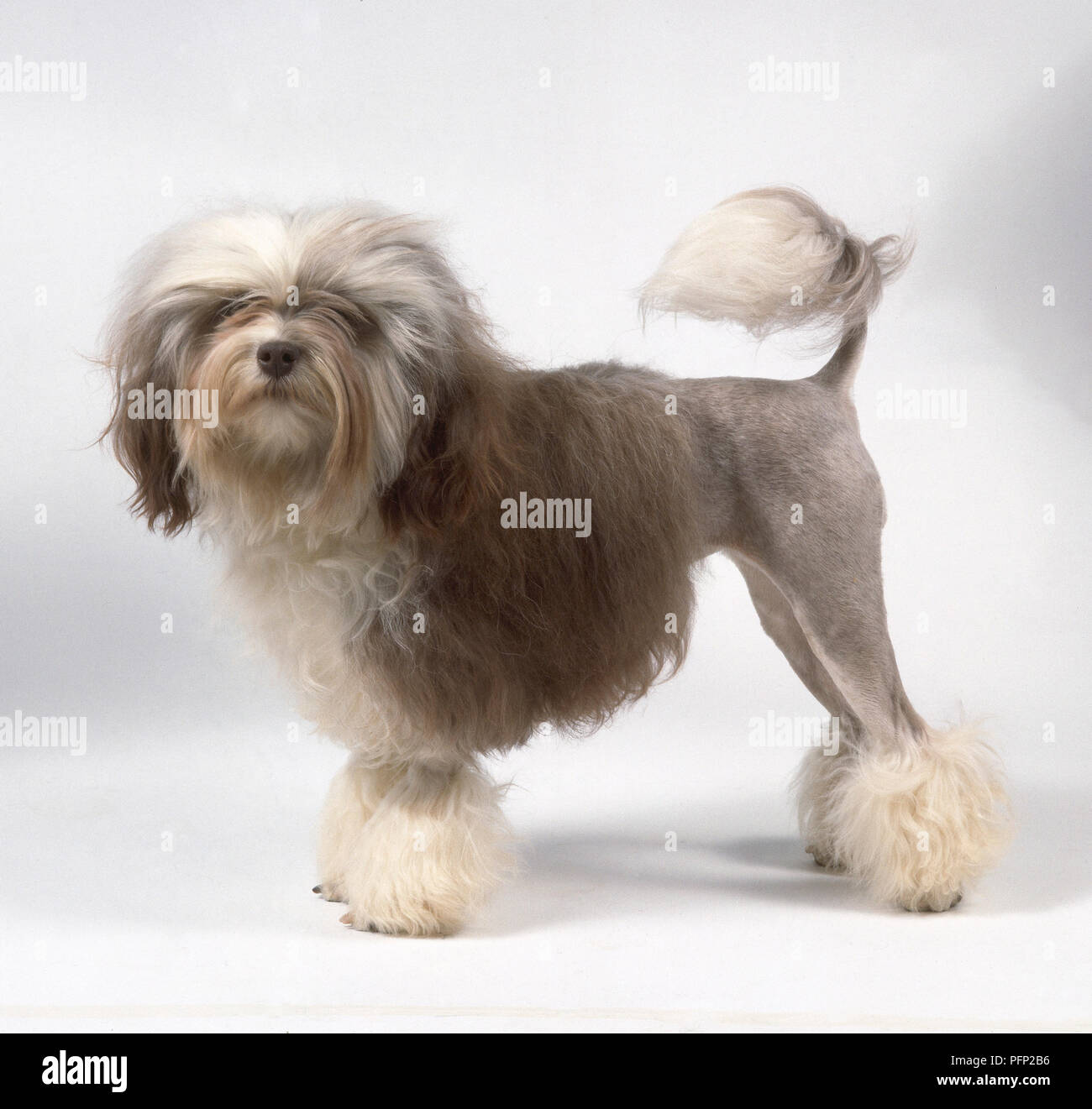 A Lowchen dog with grayish-brown hair on the front of its body, shaved ...