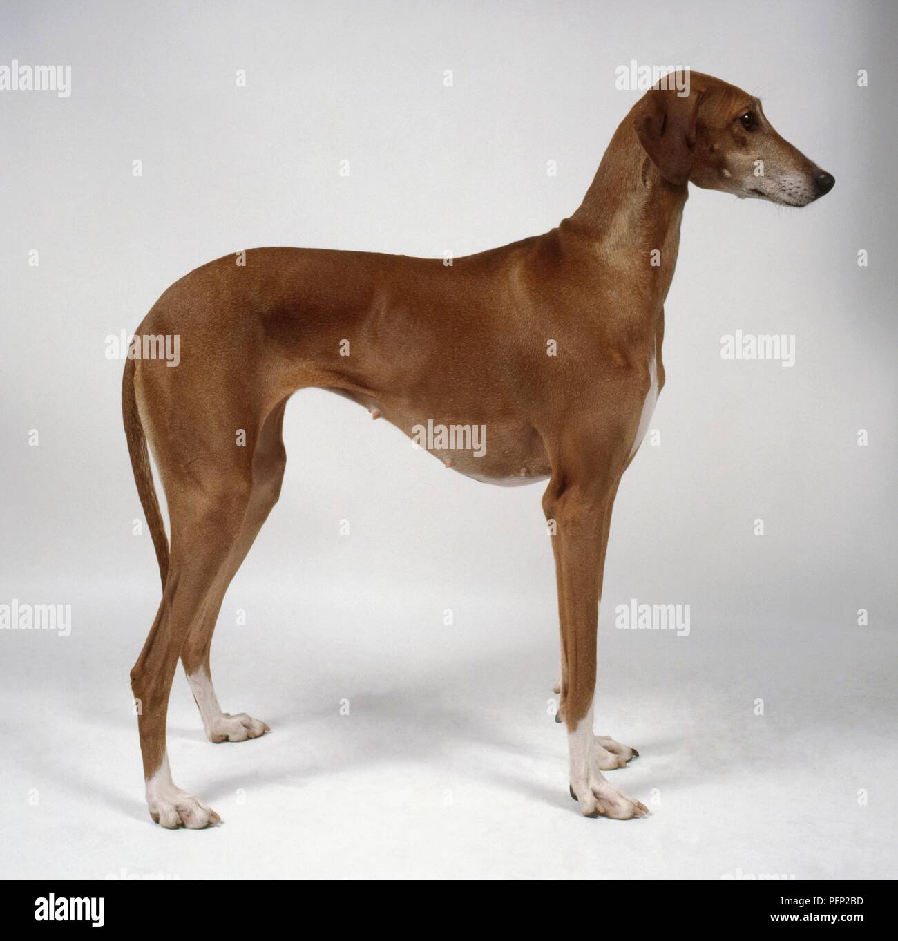 Azawakh hi-res stock photography and images - Alamy