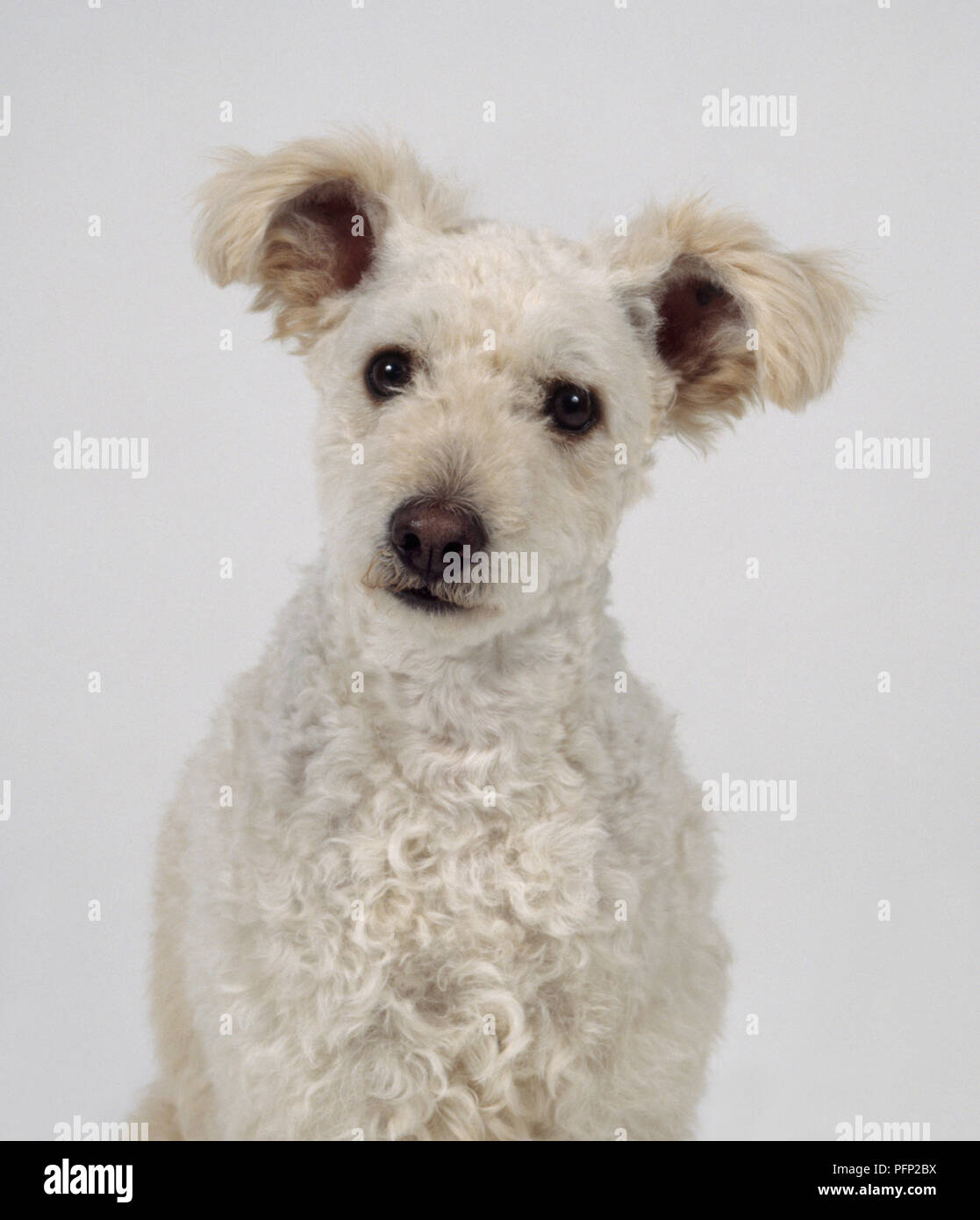 White Pumi dog, looking at camera, close-up, front view Stock Photo - Alamy