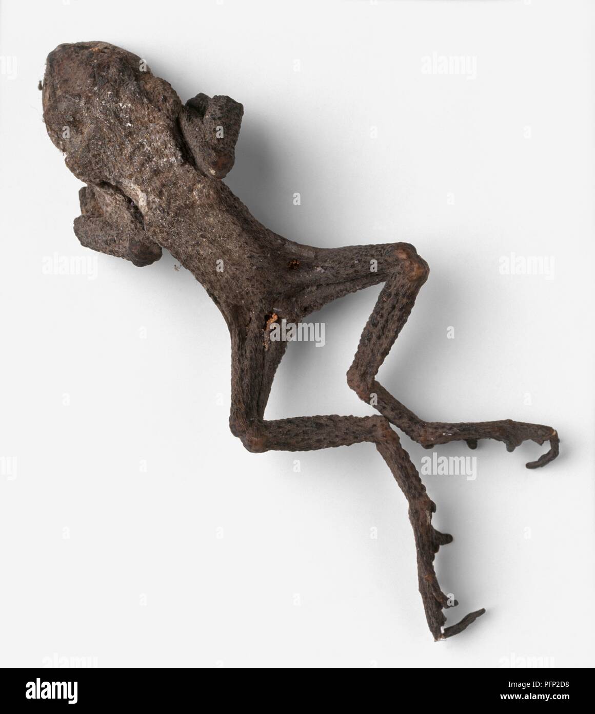 Fossil frog hi-res stock photography and images - Alamy