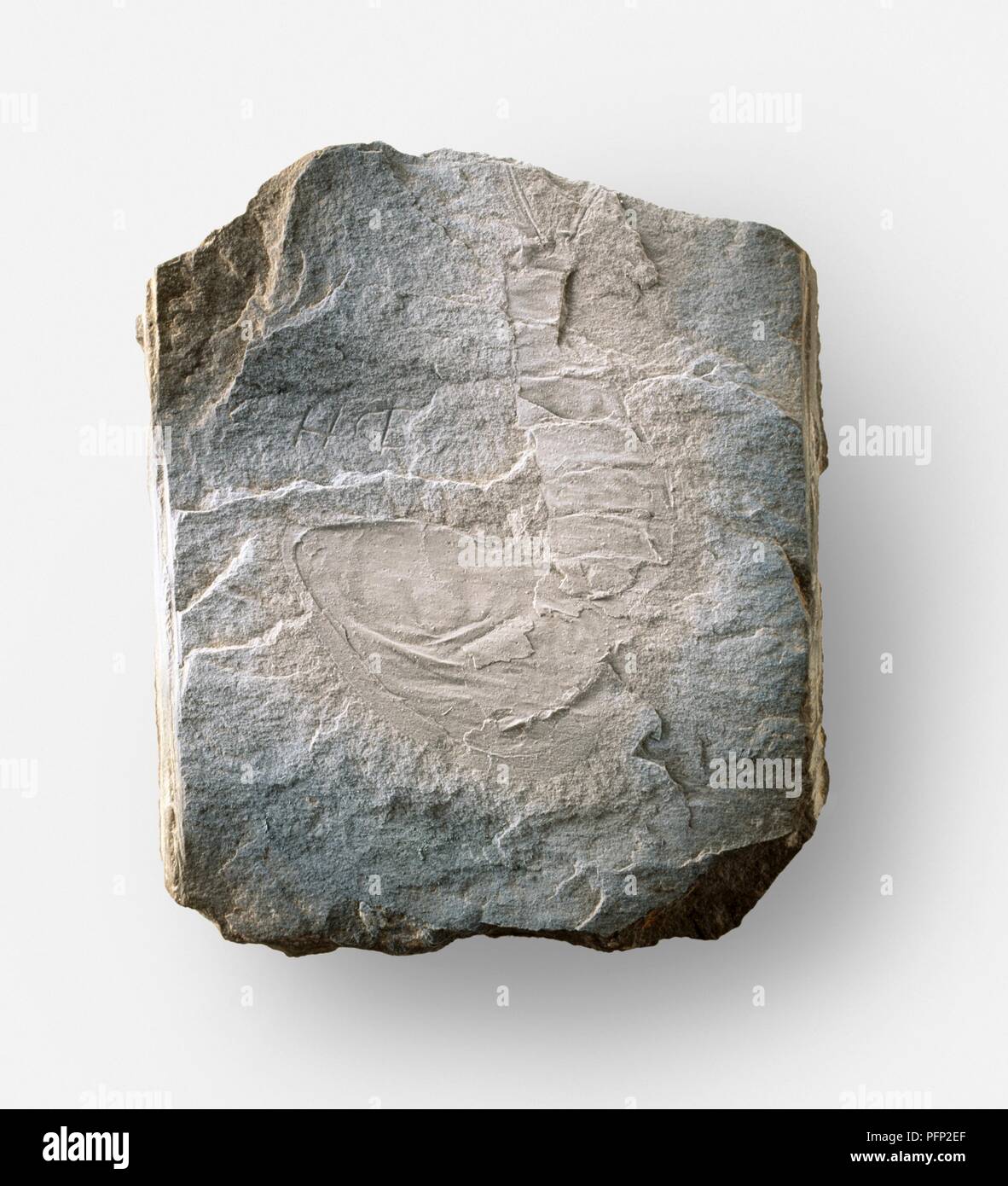 Cambrian fossil hi-res stock photography and images - Alamy