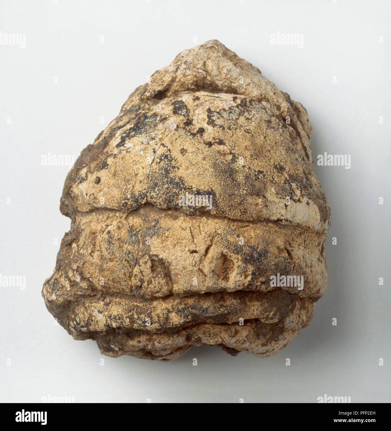 Dung so hi-res stock photography and images - Alamy