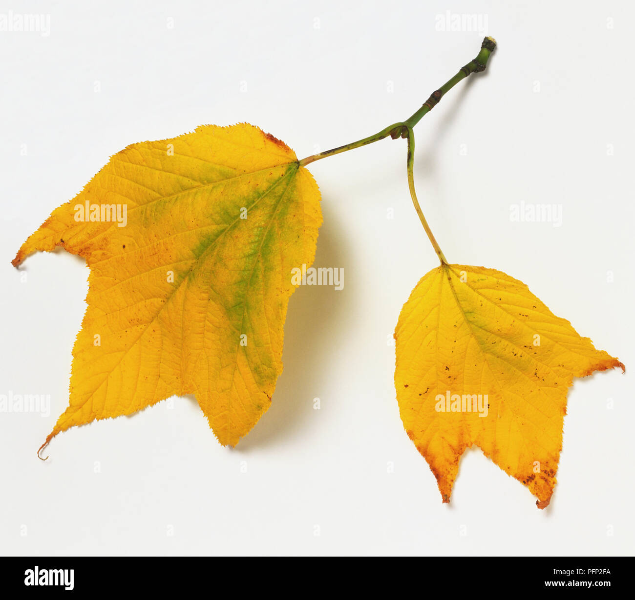 Acer pensylvanicum autumn colour hi-res stock photography and images ...