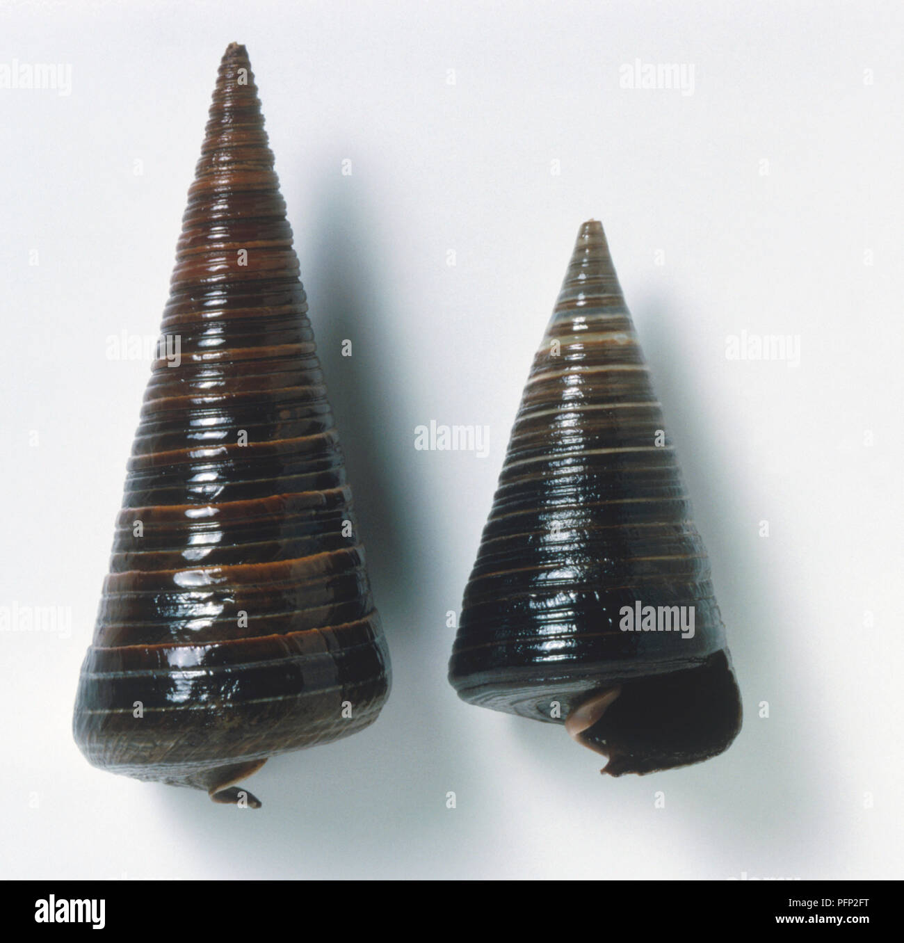 Telecopium telescopium, Telescope Snail Shell, above view, two, tall ...