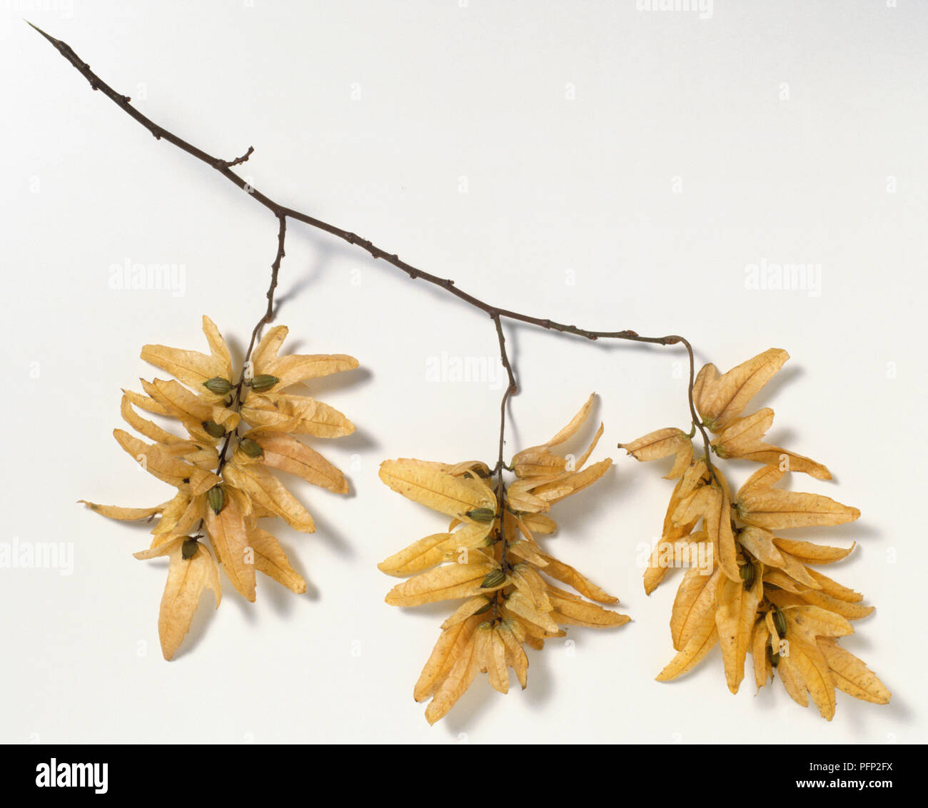 Betulaceae, Carpinus betulus, Hornbeam, pale grey branch tip with ...