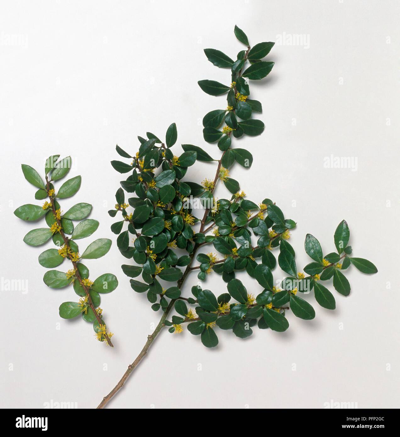Azara microphylla (Boxleaf azara), two stems with leaves and yellow ...