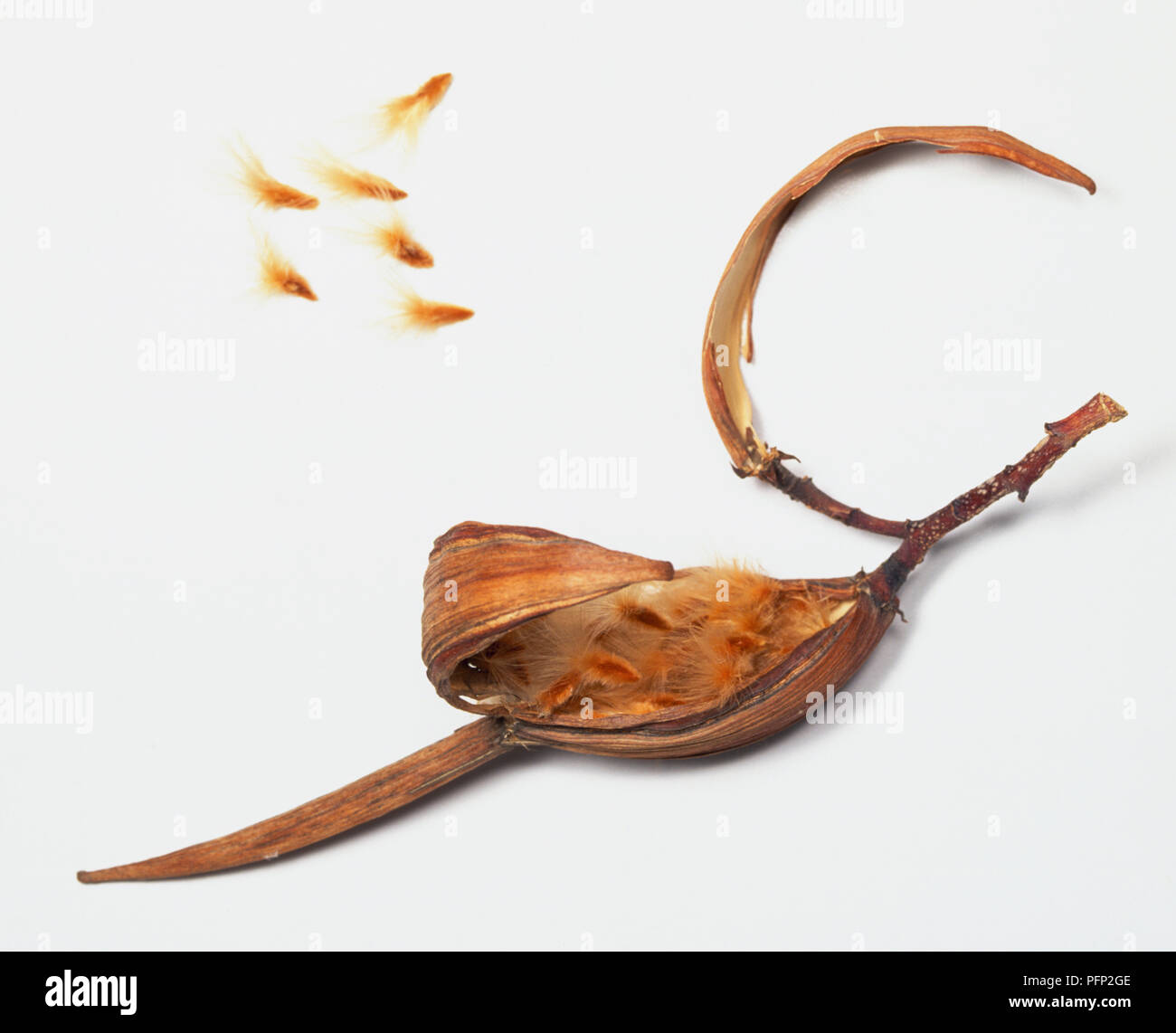 Nerium oleander, ripe brown follicle pod shedding seeds Stock Photo - Alamy